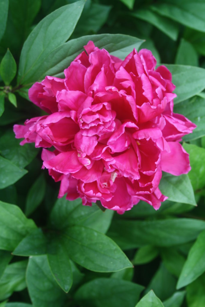 Soorten pioenrozen – PIOENROOSKWEKERIJ